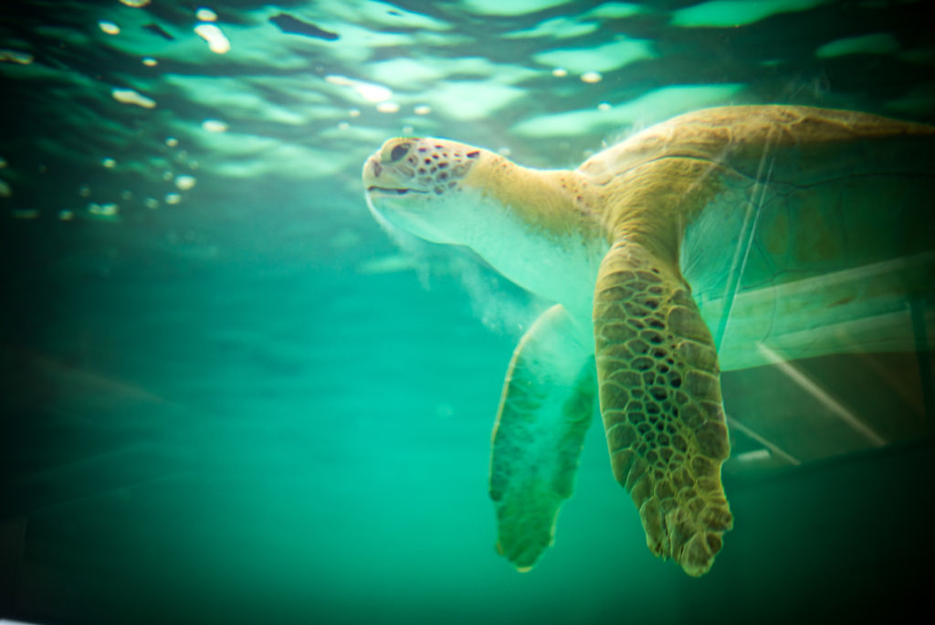 SeaTurtleInc-40 – Sea Turtle, Inc.