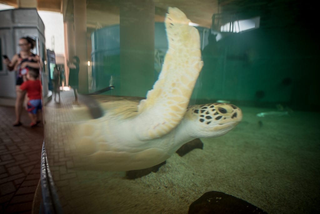 Sea Turtles – Sea Turtle, Inc