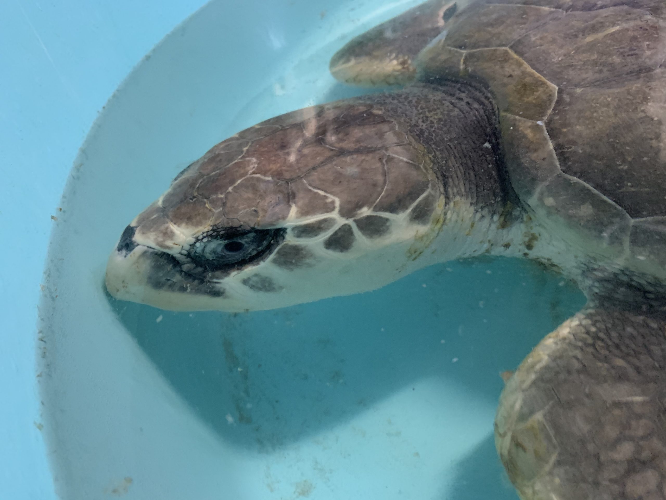 Comet - Sea Turtle Inc.