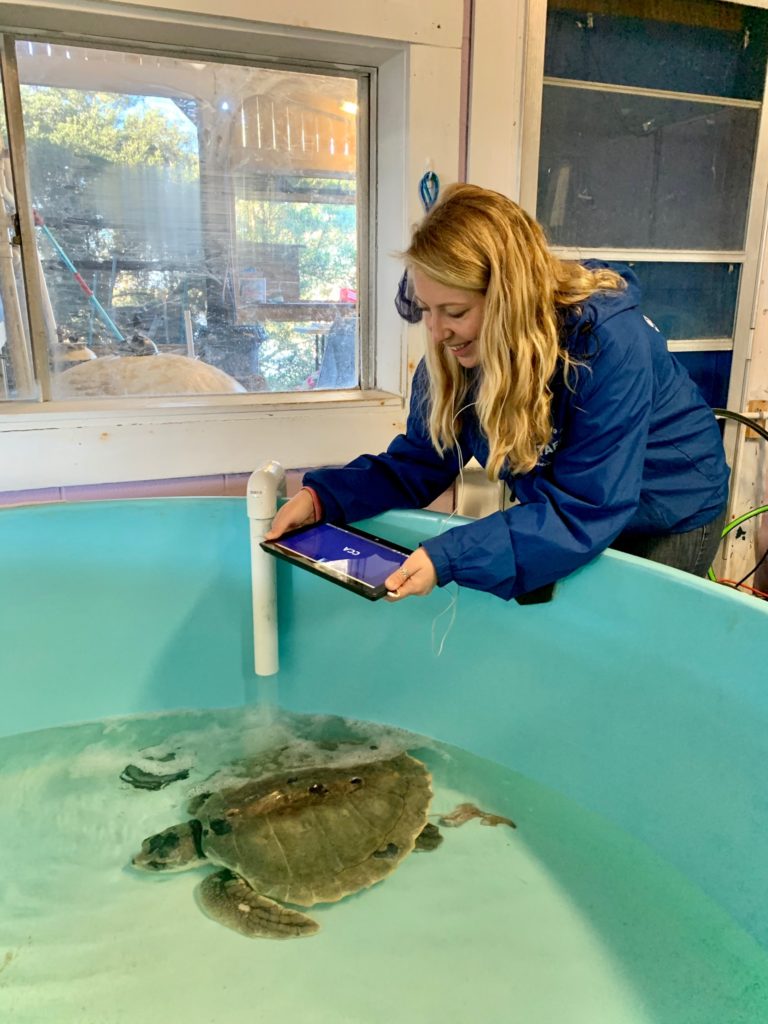 Classrooms – Sea Turtle, Inc