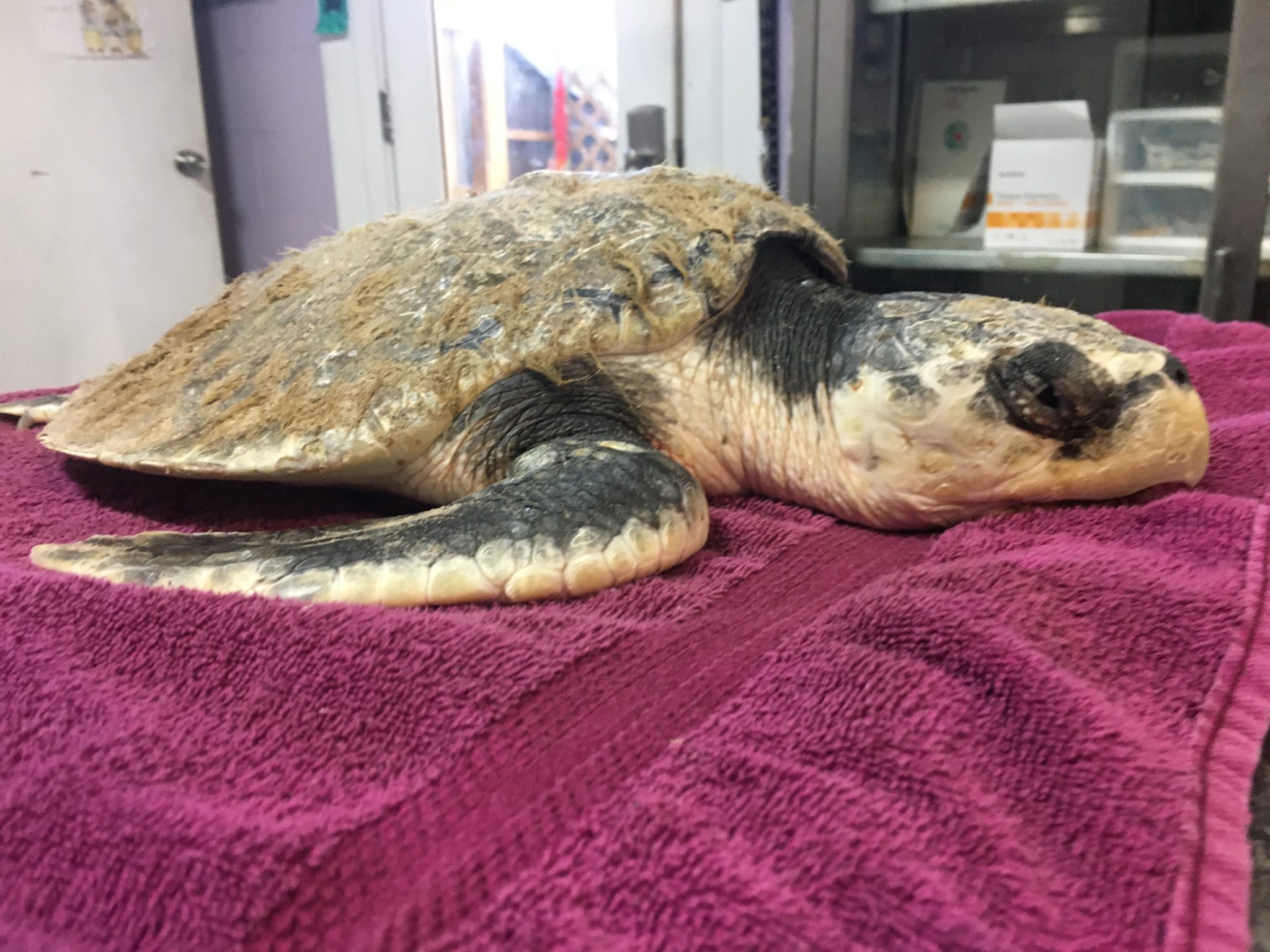 Neptune - Sea Turtle Inc.