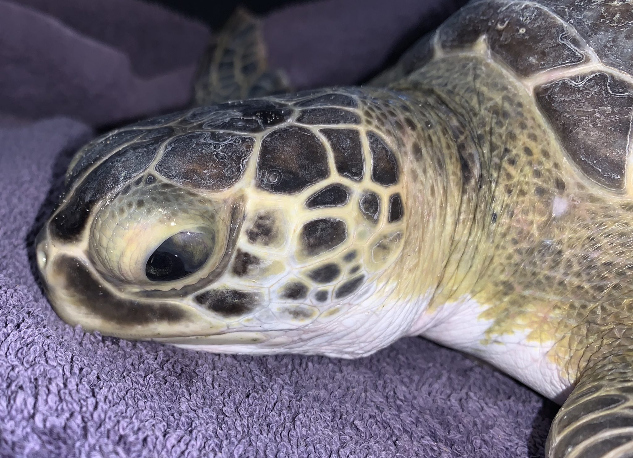 Mylo - Sea Turtle, Inc.