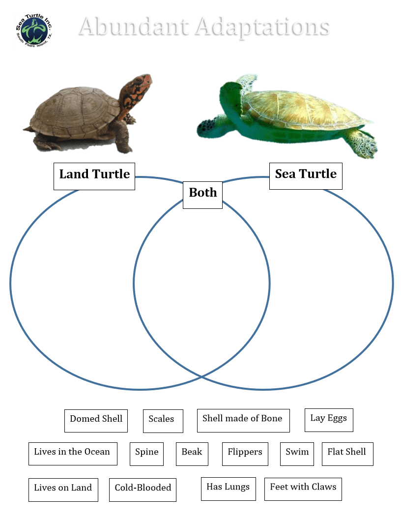 Abundant Adaptations Template – Sea Turtle, Inc.