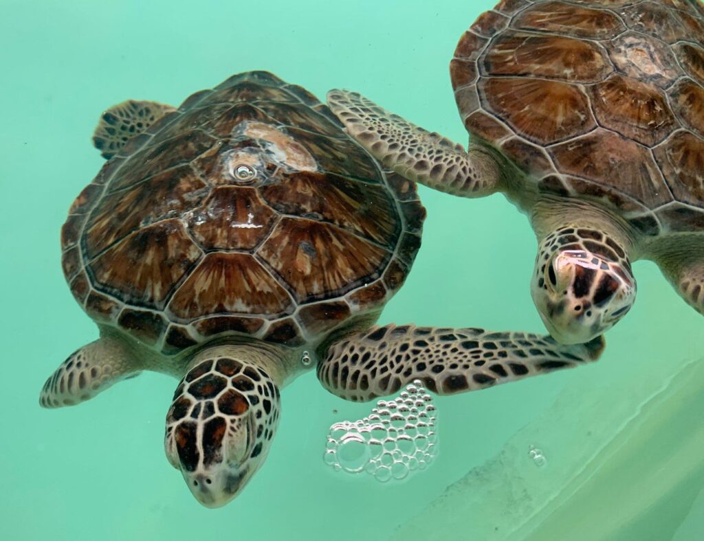 LEARN – Sea Turtle, Inc.