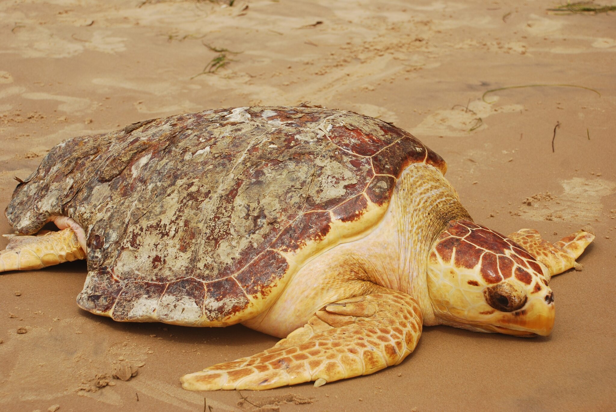 Sea Turtles - Sea Turtle Inc.