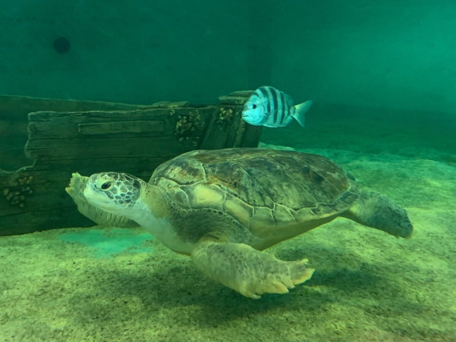 LEARN - Sea Turtle, Inc.