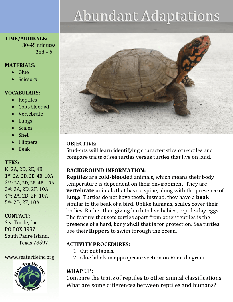 Abundant Adaptations - Sea Turtle, Inc.
