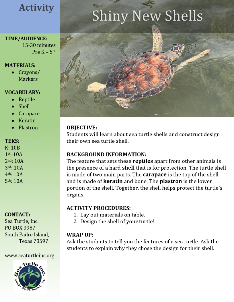 Shiny New Shells - Sea Turtle, Inc.