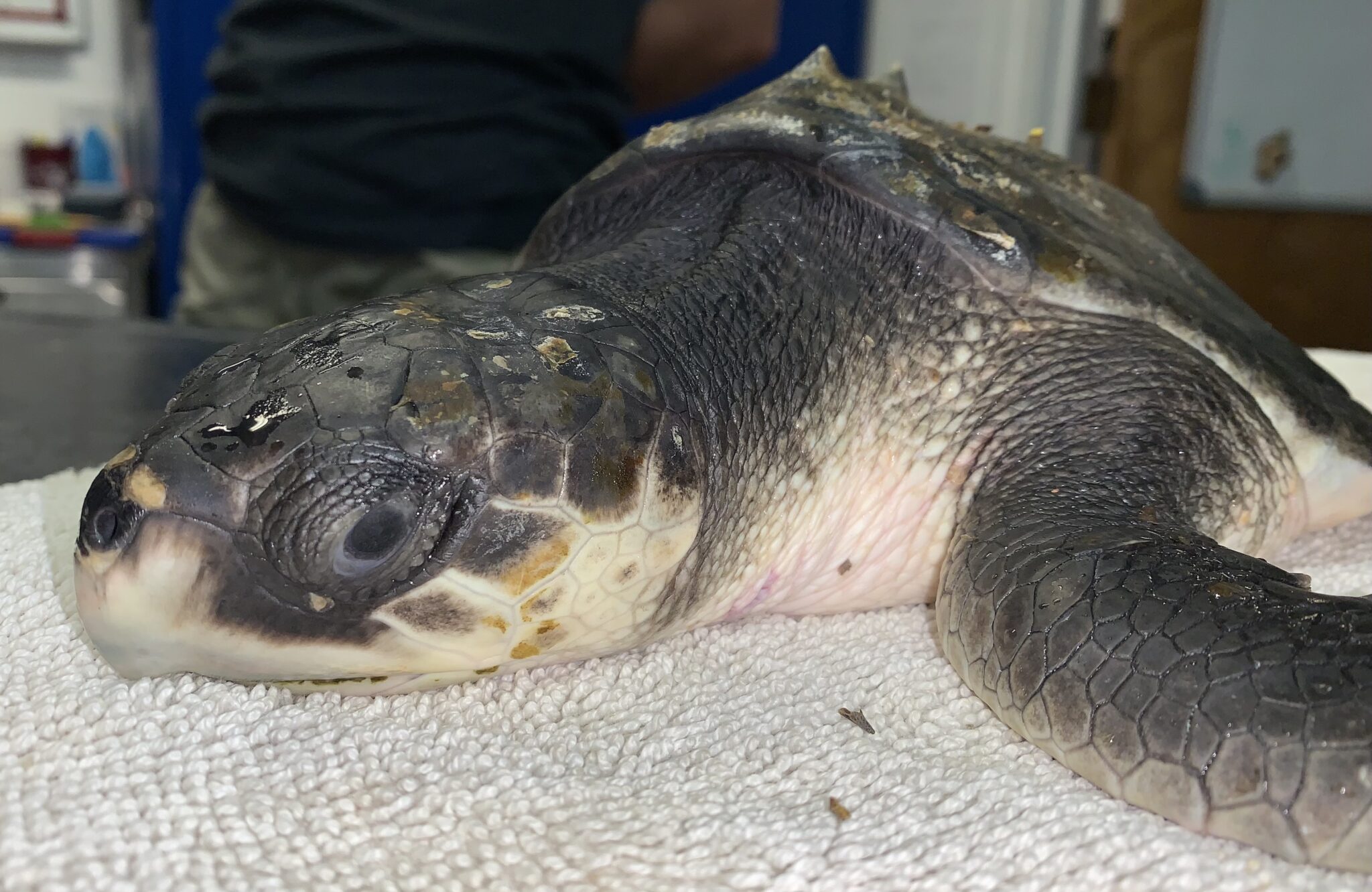 Bubbles – Sea Turtle, Inc.