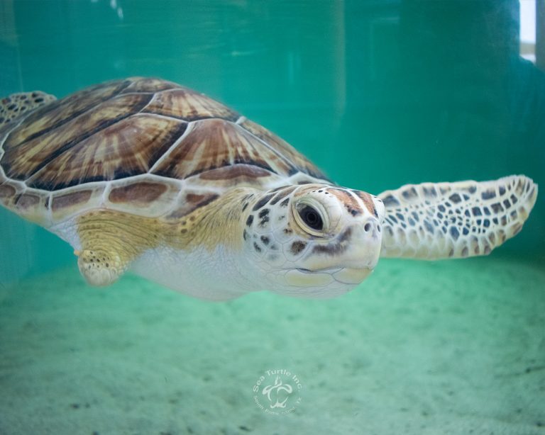 VISIT - Sea Turtle, Inc.