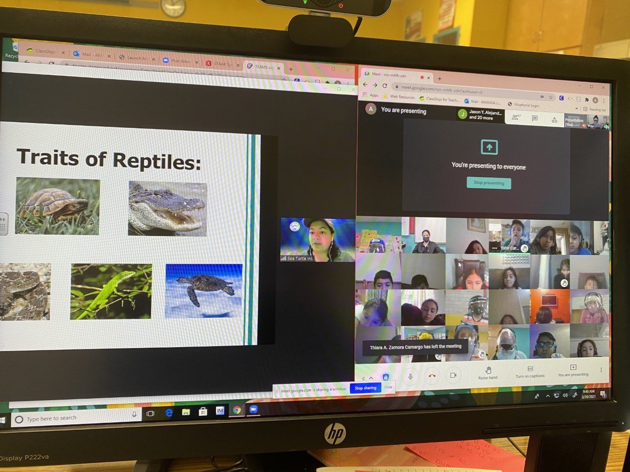 Virtual Lesson Plans - Sea Turtle Inc.