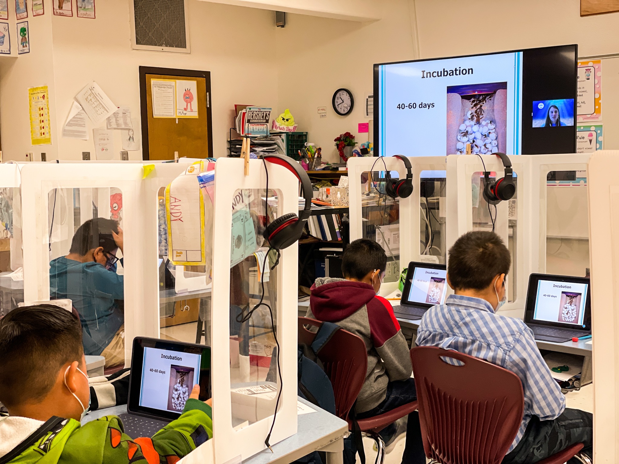 Classrooms - Sea Turtle, Inc.