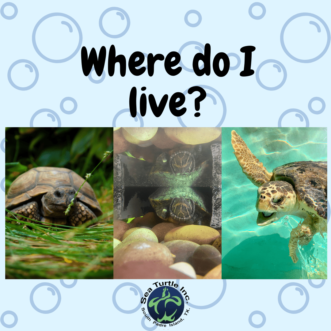 Virtual Lesson Plans - Sea Turtle, Inc.