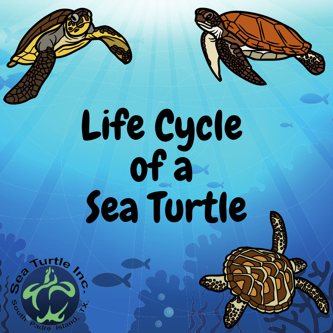 Virtual Lesson Plans - Sea Turtle, Inc.