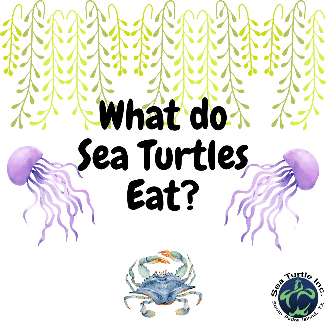 Virtual Lesson Plans - Sea Turtle, Inc.