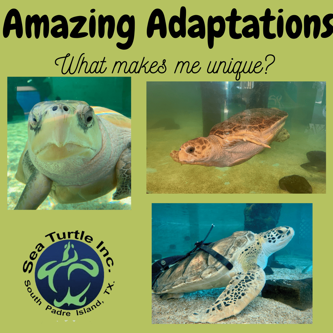 Virtual Lesson Plans - Sea Turtle, Inc.