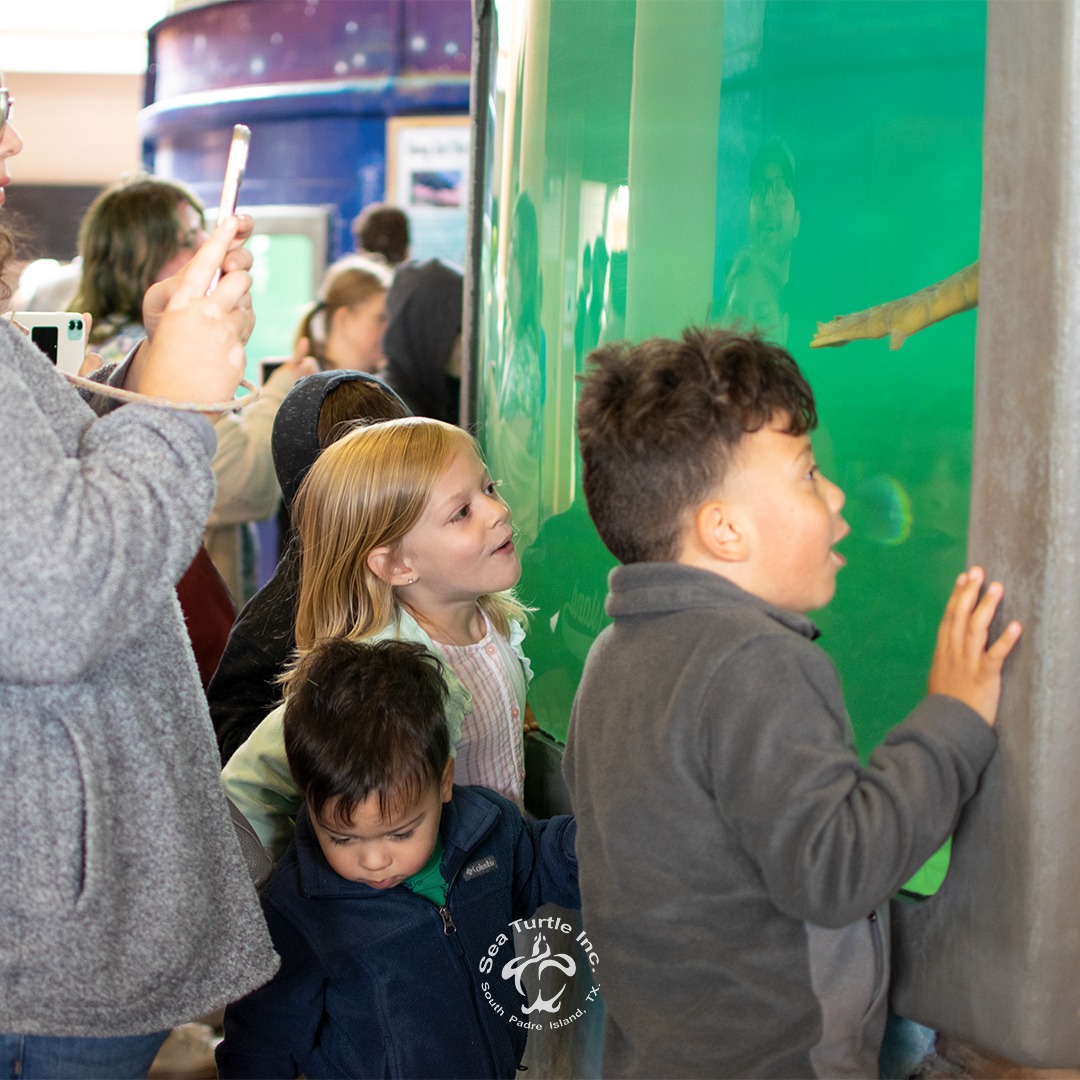 VISIT – Sea Turtle, Inc.