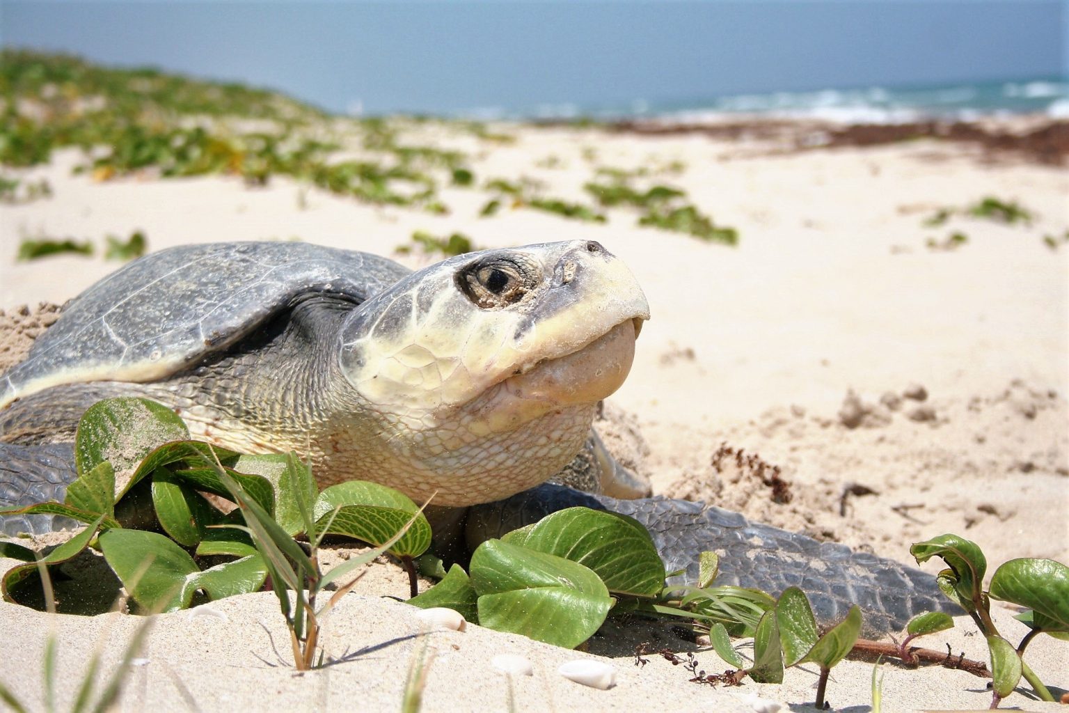 Conservation - Sea Turtle, Inc.