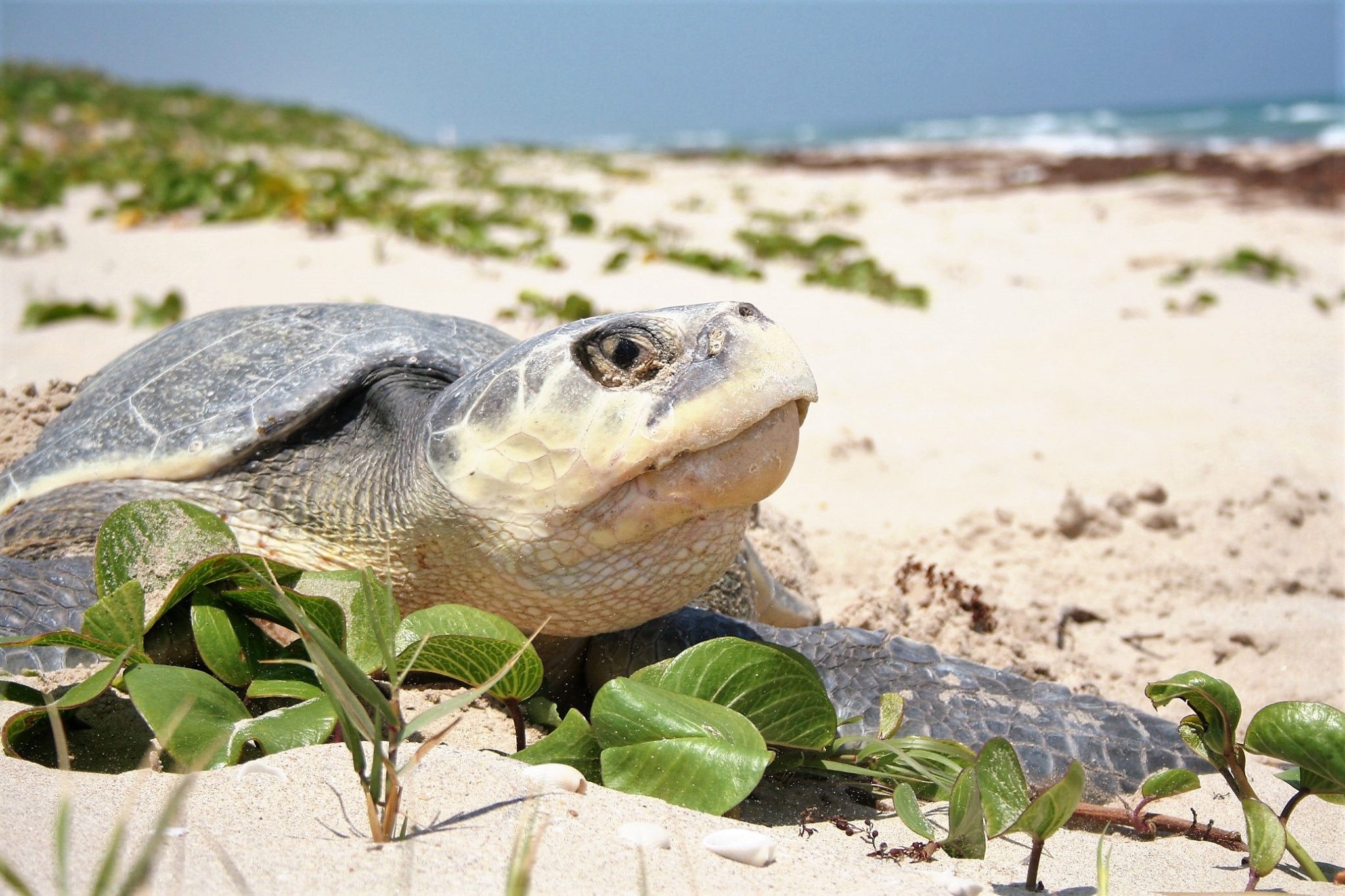 Conservation - Sea Turtle, Inc.