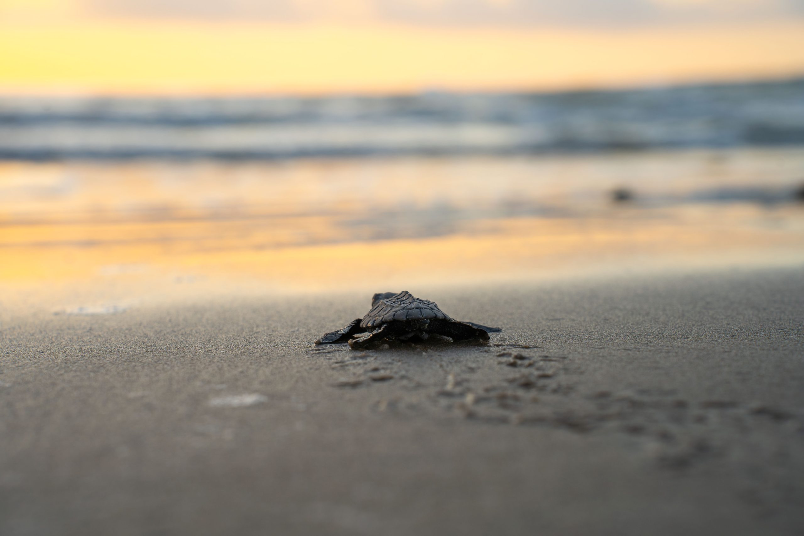 Releases & Nesting Season - Sea Turtle Inc.