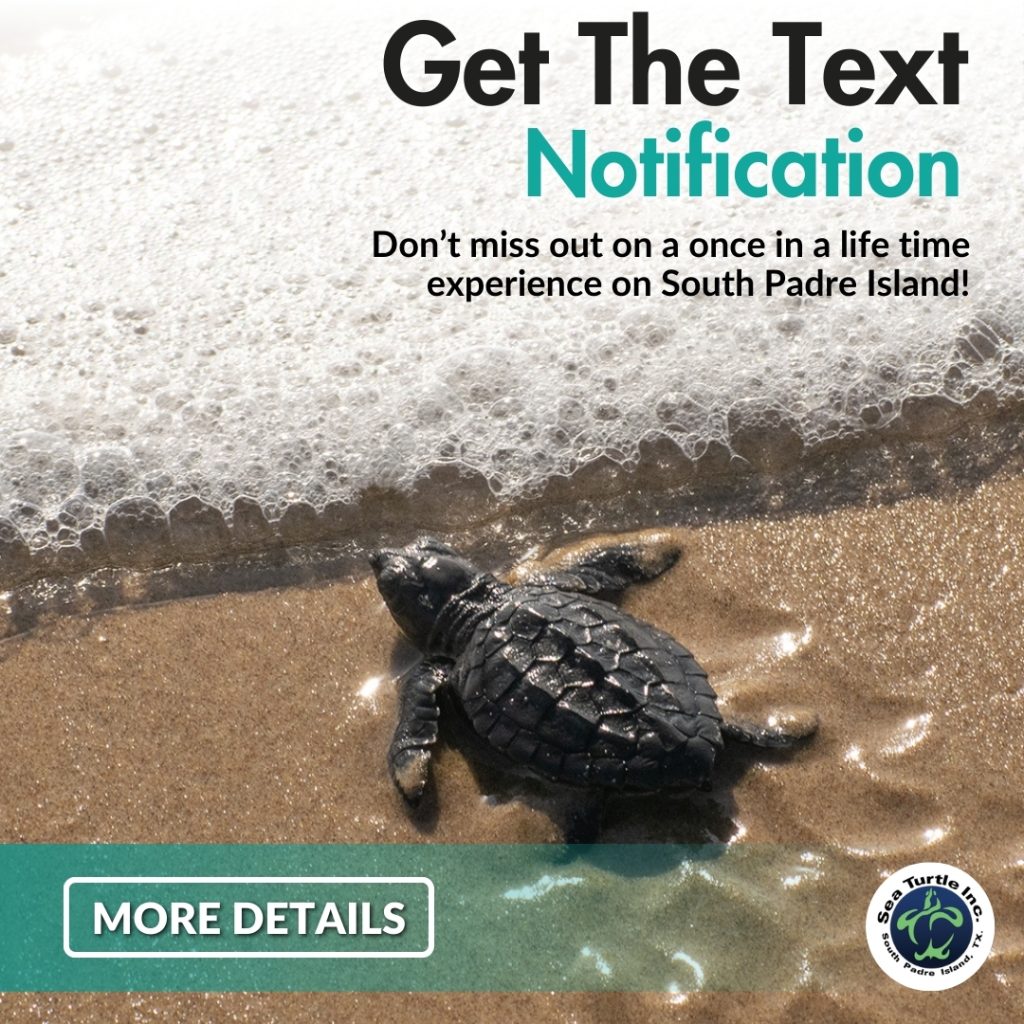 Sea Turtle, Inc. – Conservation | Medical Care | Applied Research ...
