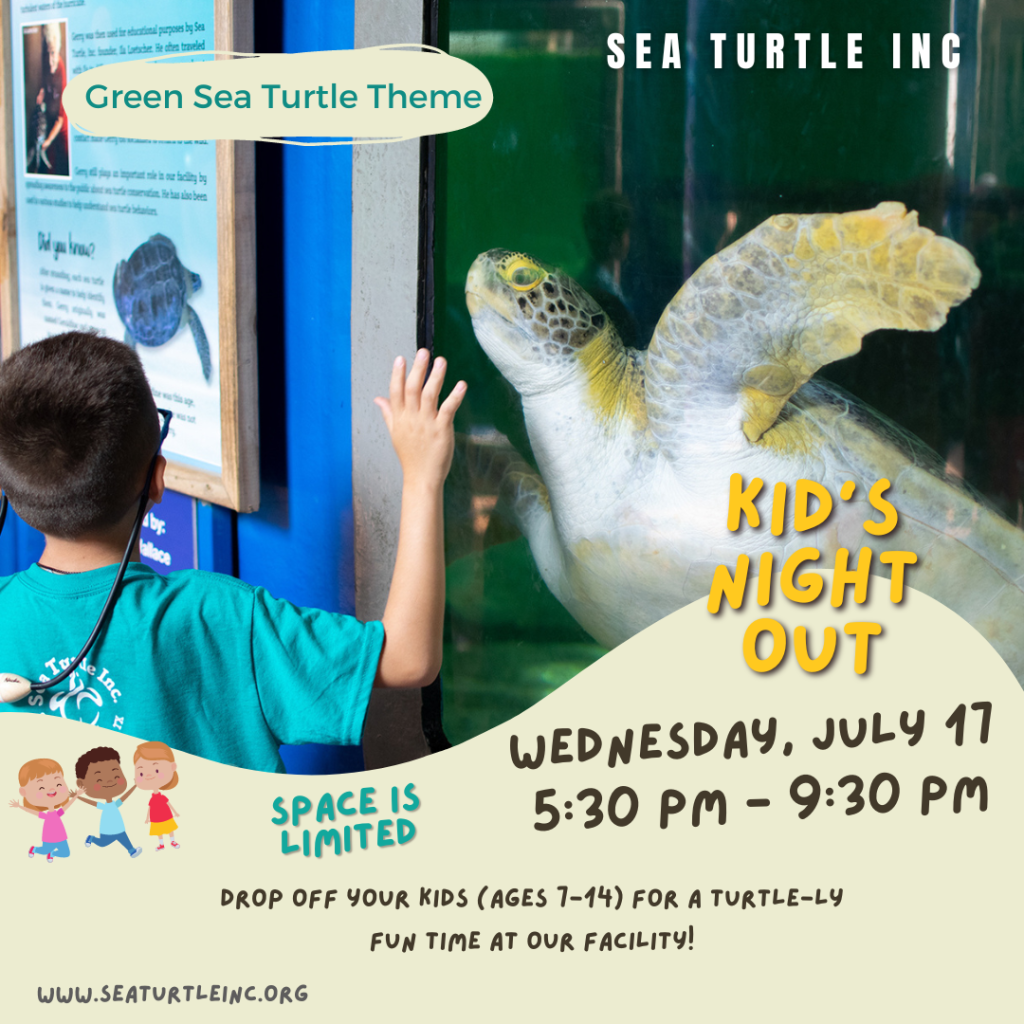 Sea Turtle, Inc. – Conservation | Medical Care | Applied Research ...