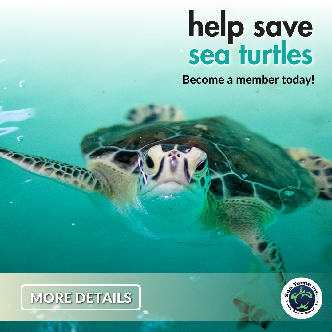 HOME - Sea Turtle, Inc.