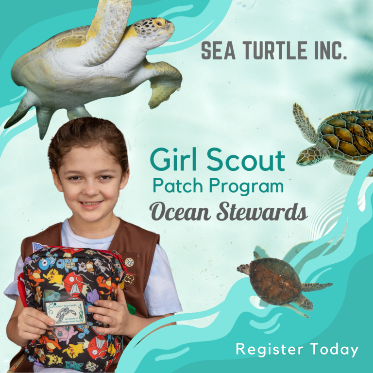 HOME - Sea Turtle, Inc.