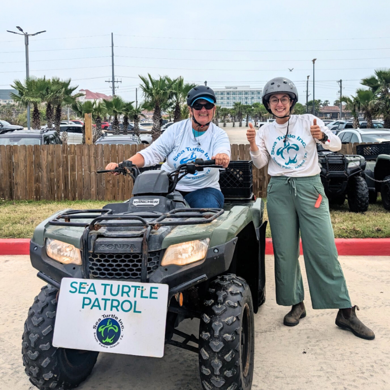 NEWSLETTER - Sea Turtle Inc.