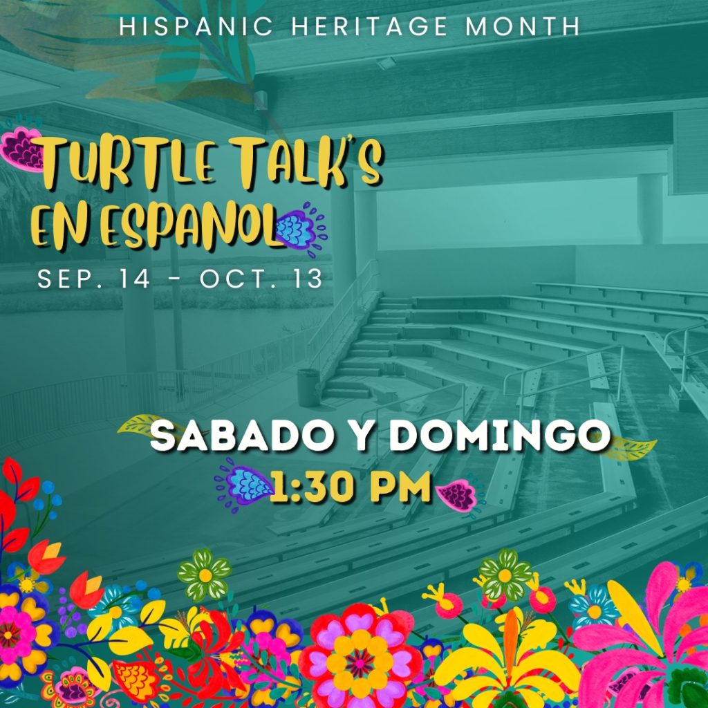 Sea Turtle, Inc. – Conservation | Medical Care | Applied Research ...