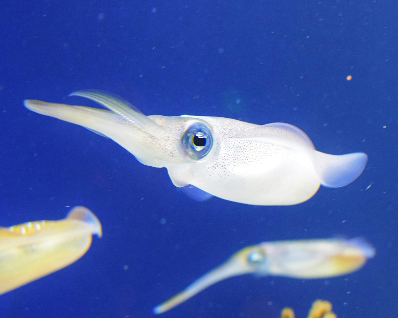 Offsite Marvelous Mollusks - Sea Turtle, Inc.