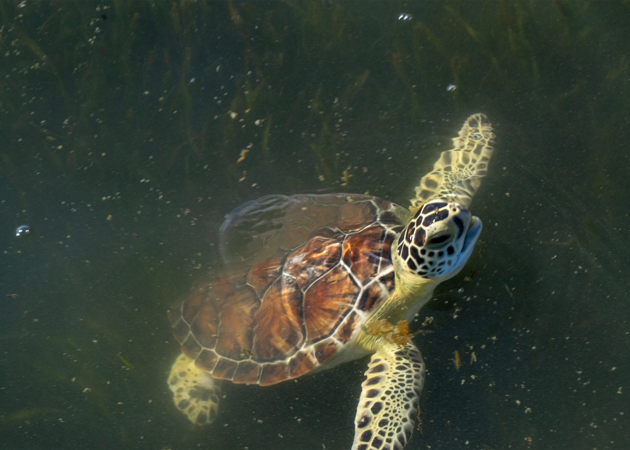 Offsite Adaptation Exploration - Sea Turtle, Inc.