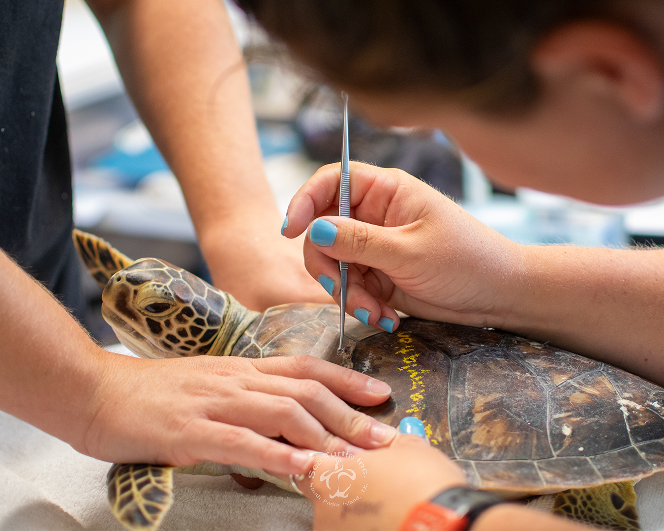 Offsite Rescue and Rehab - Sea Turtle Inc.