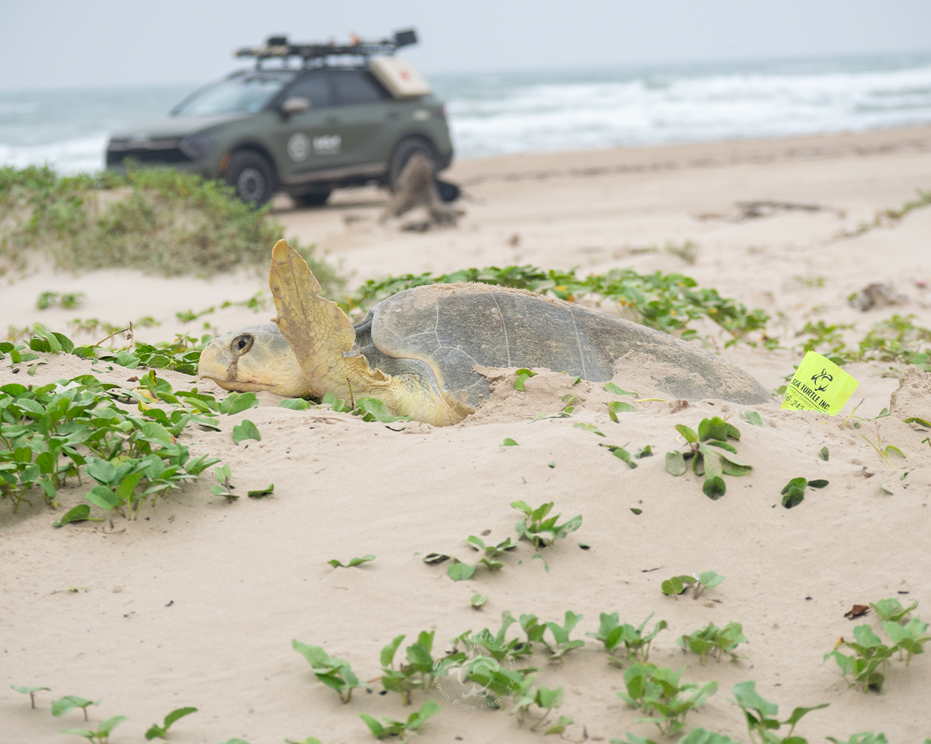 Offsite Life Cycle of a Sea Turtle - Sea Turtle Inc.