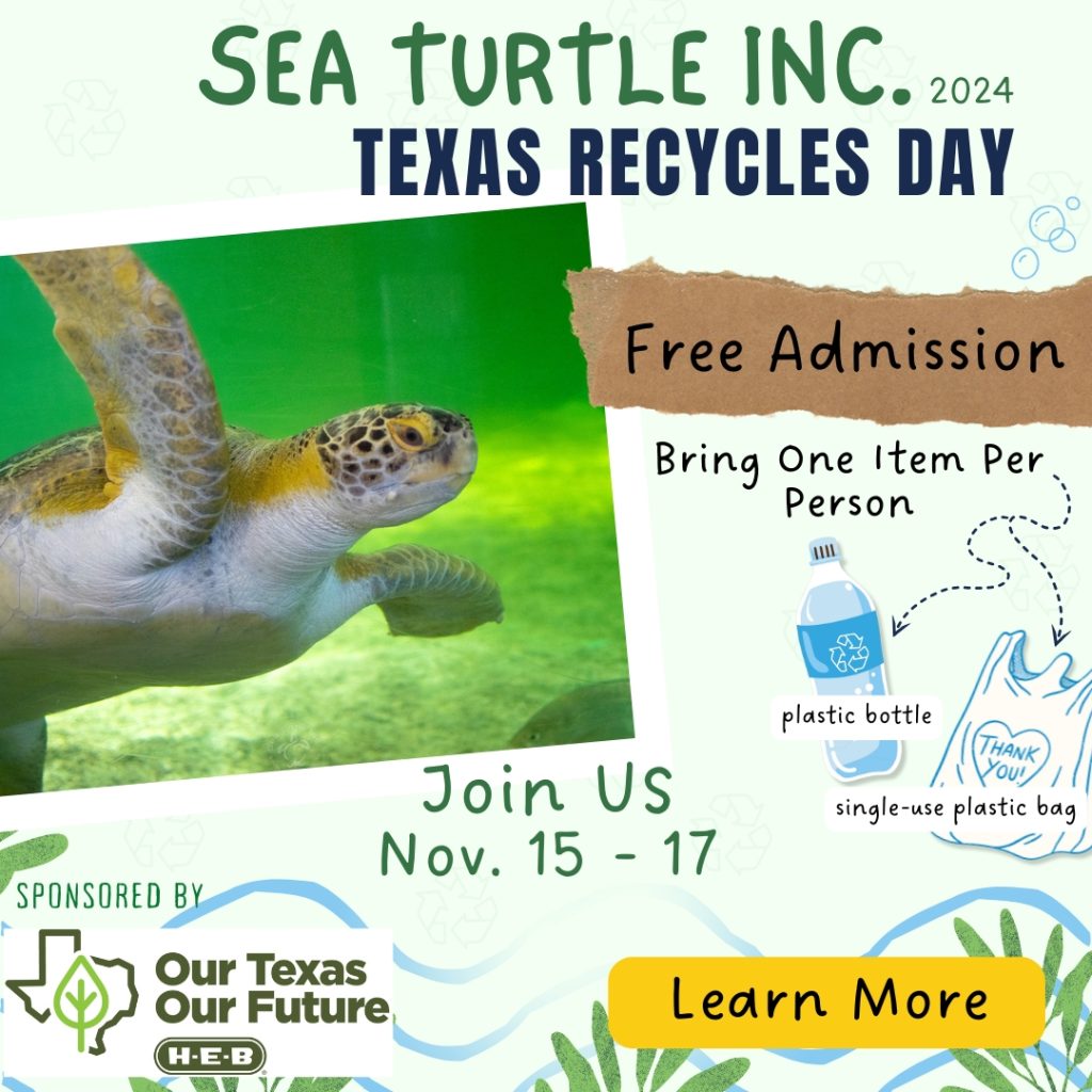 Sea Turtle, Inc. – Conservation | Medical Care | Applied Research ...