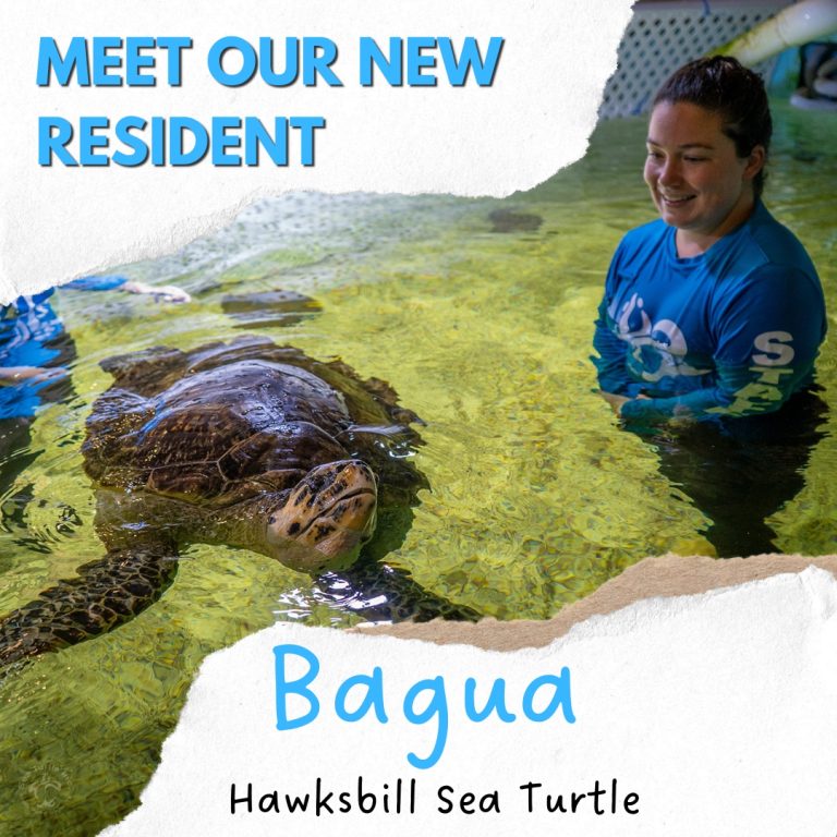 Sea Turtle, Inc. – Conservation | Medical Care | Applied Research ...