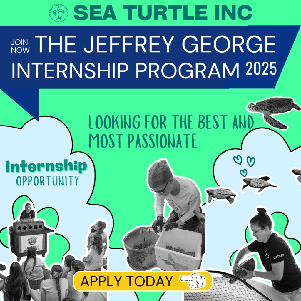 Sea Turtle, Inc. – Conservation | Medical Care | Applied Research ...