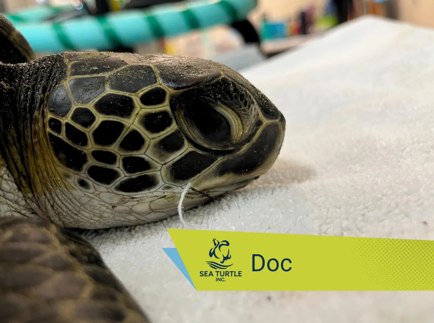 Doc - Sea Turtle Inc.