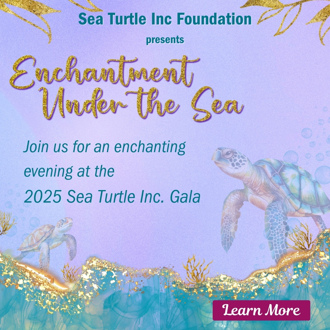 Sea Turtle, Inc. – Conservation | Medical Care | Applied Research ...