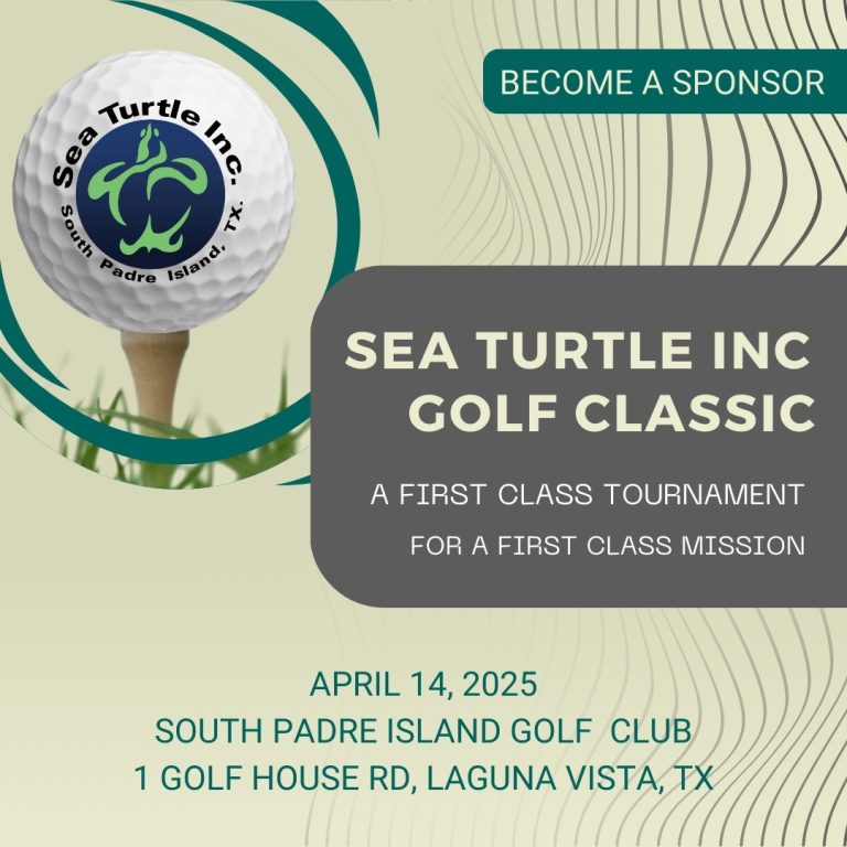 Sea Turtle, Inc. – Conservation | Medical Care | Applied Research ...