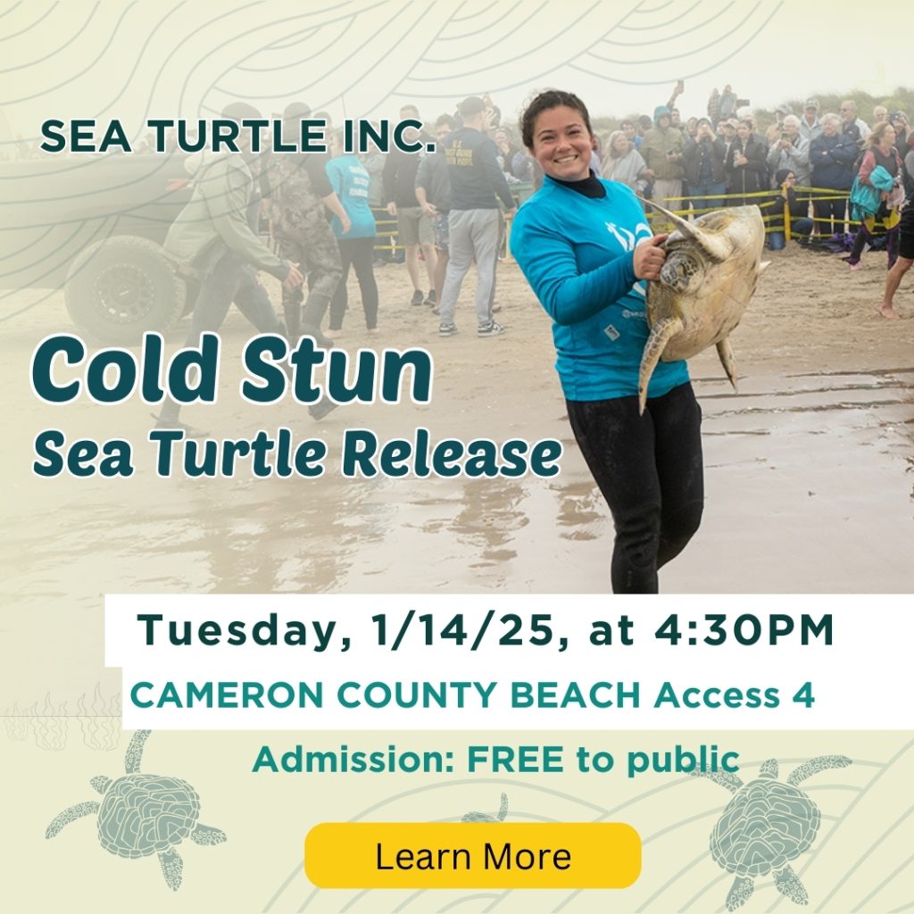 Sea Turtle, Inc. – Conservation | Medical Care | Applied Research ...