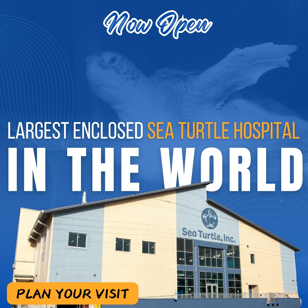 VISIT – Sea Turtle, Inc.
