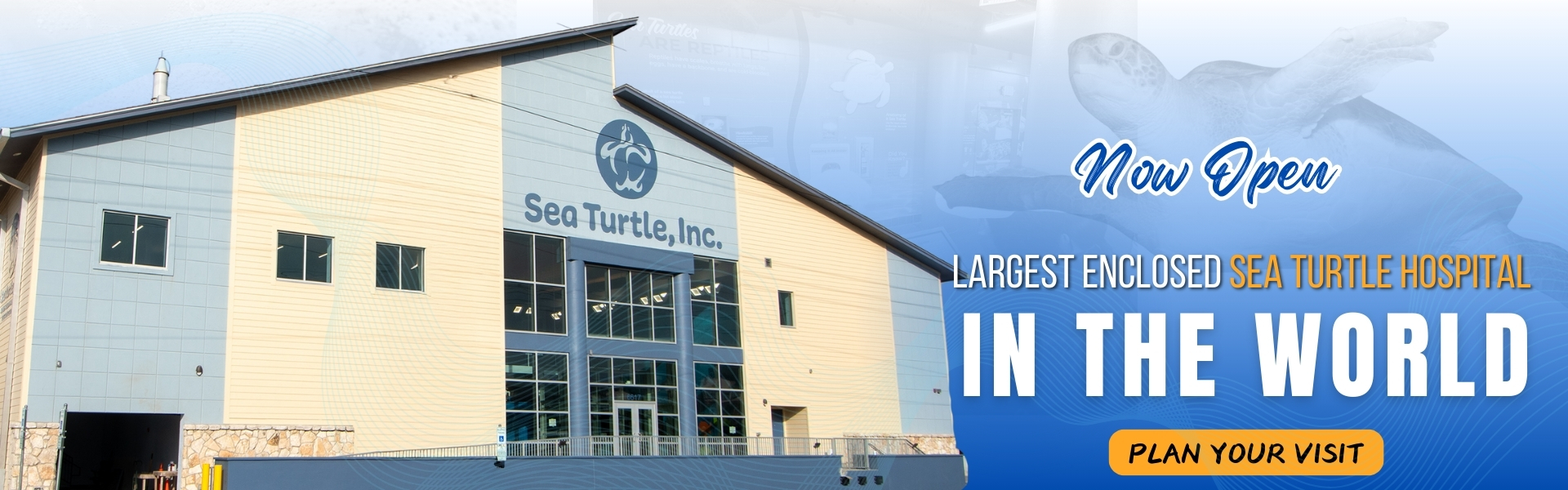 Sea Turtle, Inc. – Conservation | Medical Care | Applied Research ...