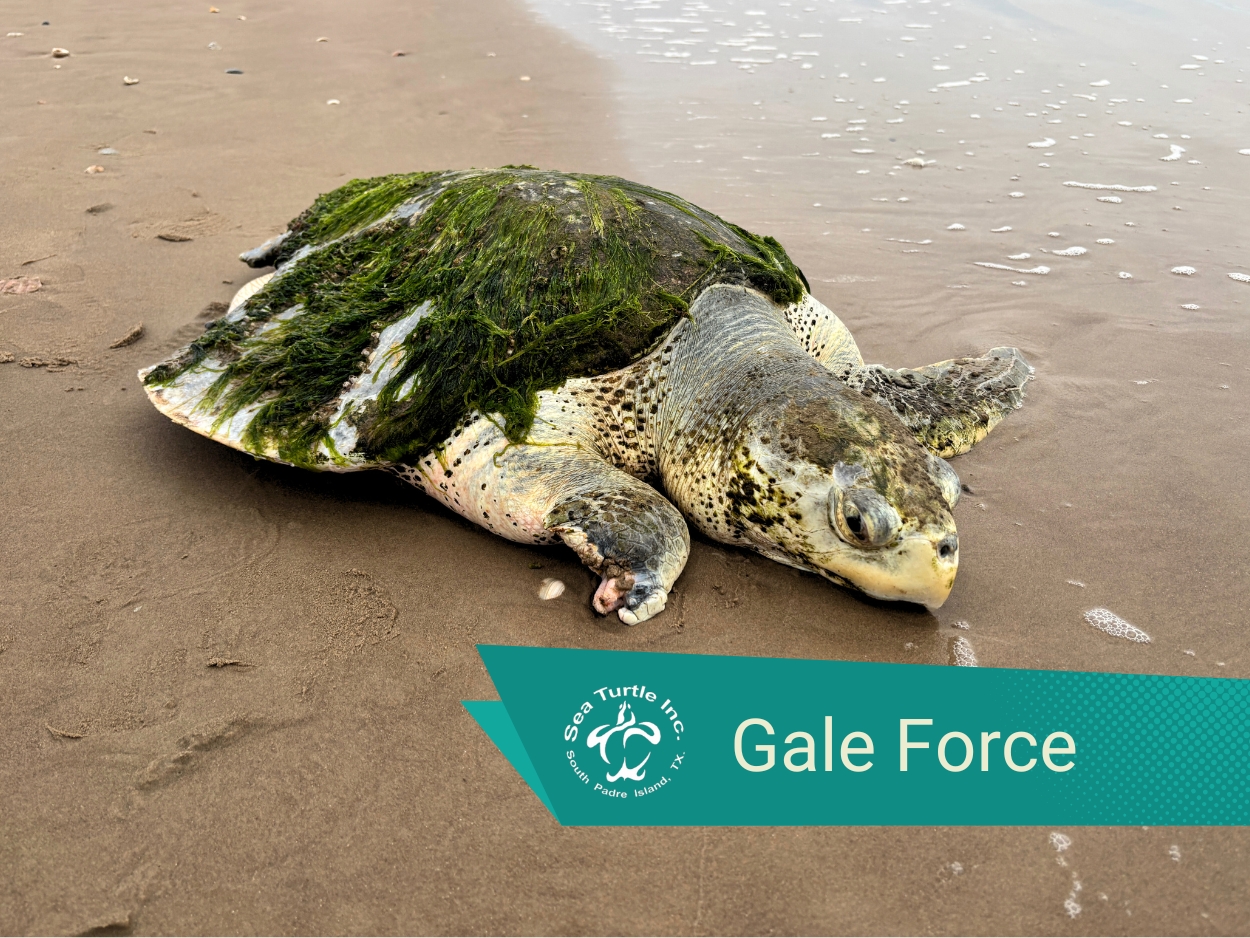 Gale Force - Sea Turtle Inc.