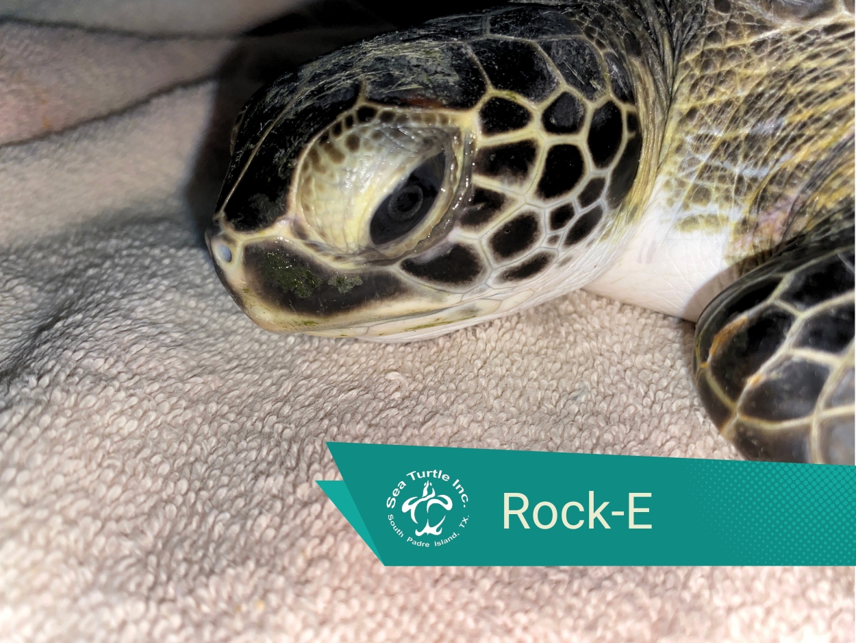 Rock-E - Sea Turtle, Inc.