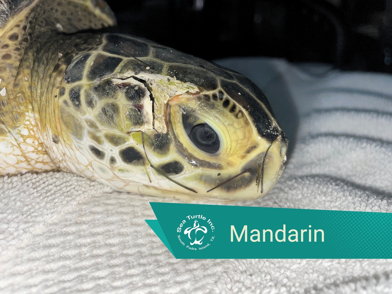 Mandarin - Sea Turtle, Inc.