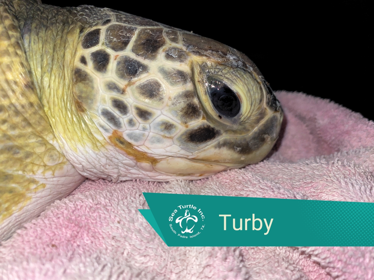 Turby - Sea Turtle, Inc.