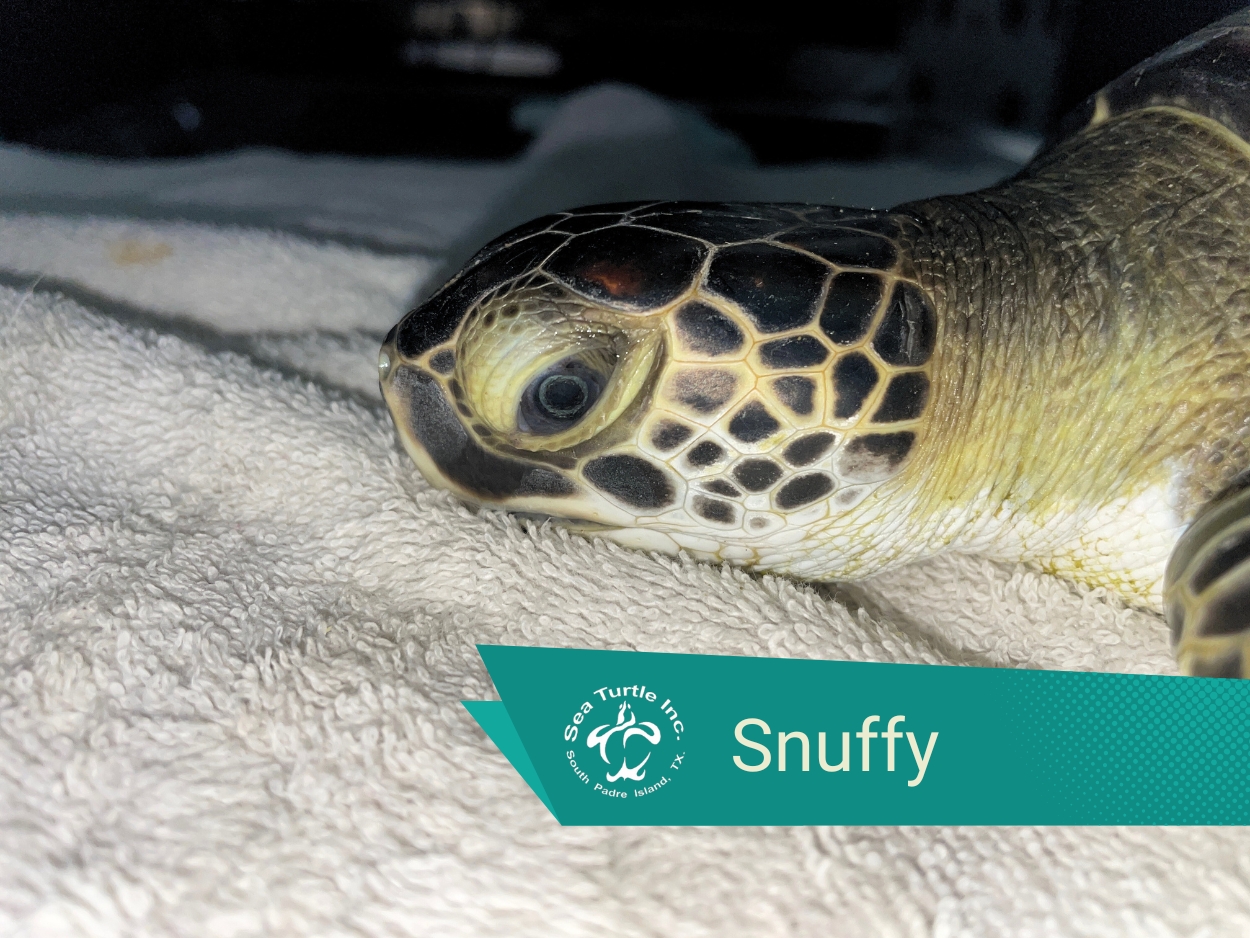 Snuffy - Sea Turtle Inc.