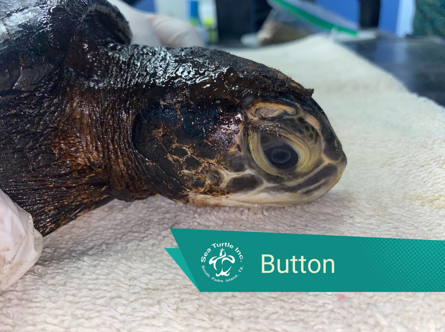Button - Sea Turtle Inc.