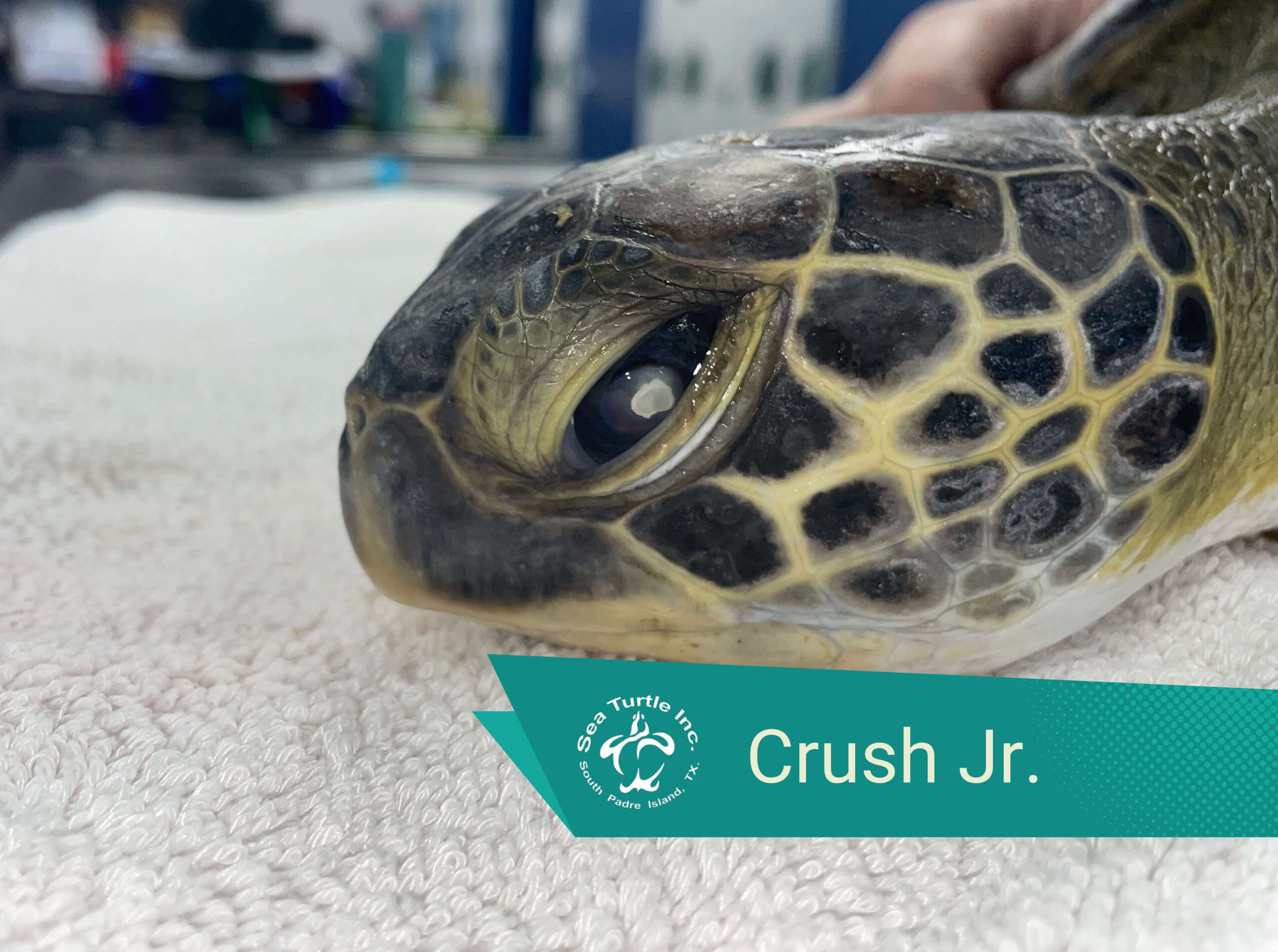 Crush Jr. - Sea Turtle Inc.